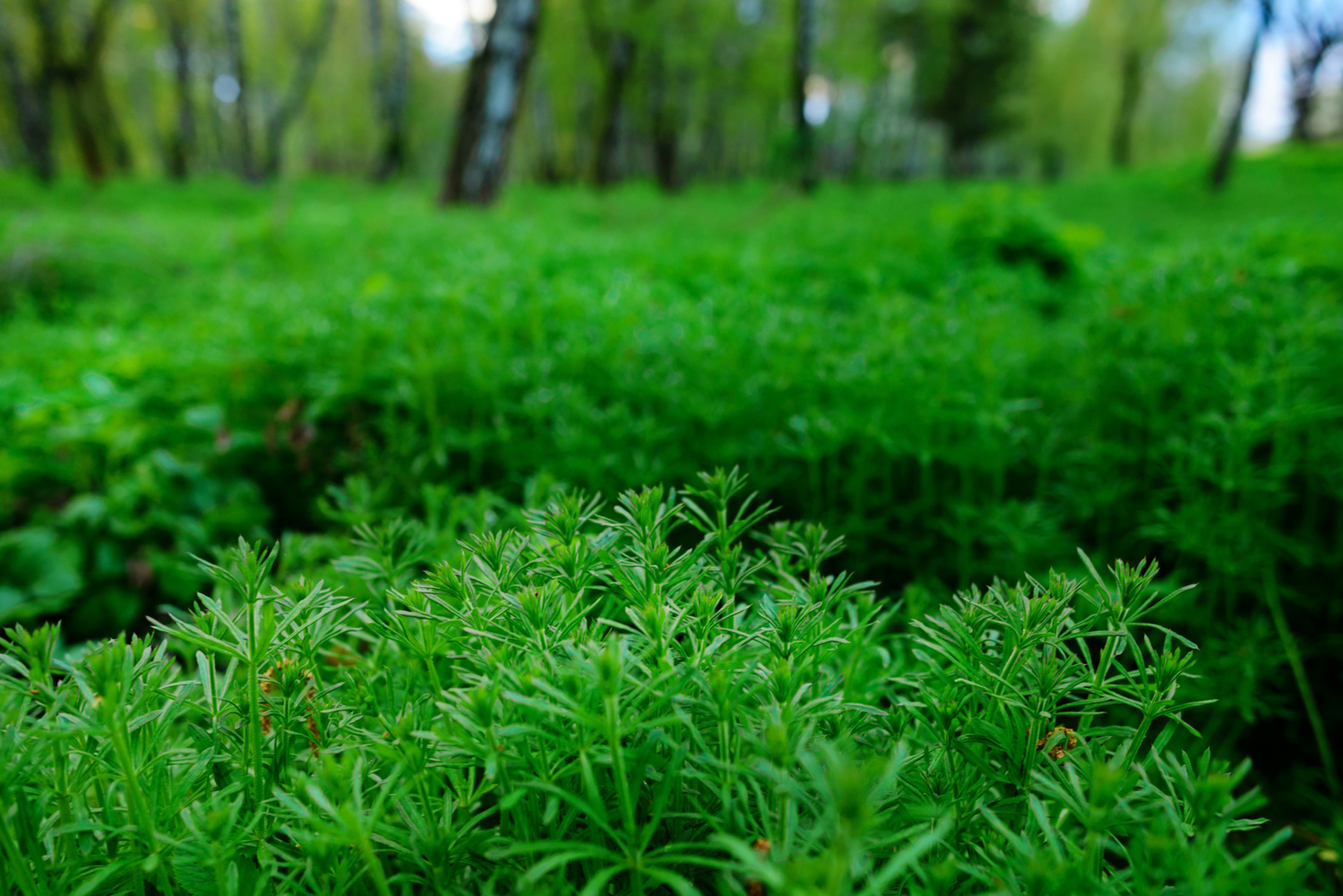 World Wildlife Day am 3. März: Invasive Pflanzenarten werden sich in ...