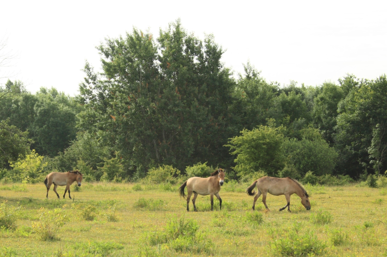 Grüner Bogen Paunsdorf: Hirsche unterstützen jetzt die Przewalski ...