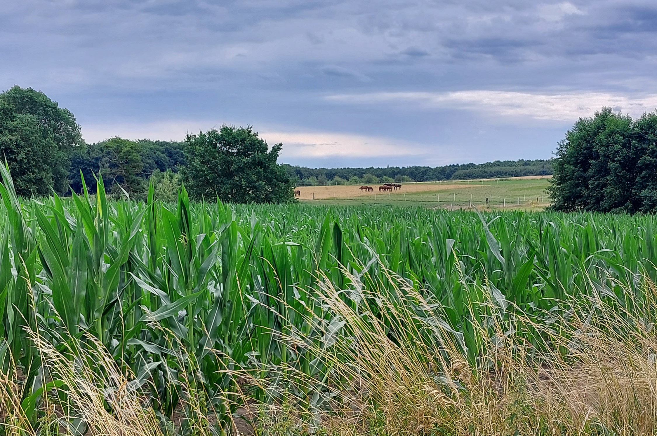 Landwirtschaft in Sachsen: Ökologisch bewirtschaftete Fläche wuchs 2023 ...