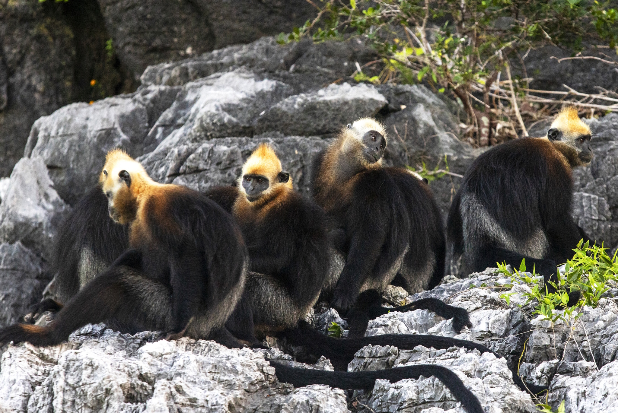 Gemeinsame Studie von Primatenforschern und Zoo Leipzig: Die ...