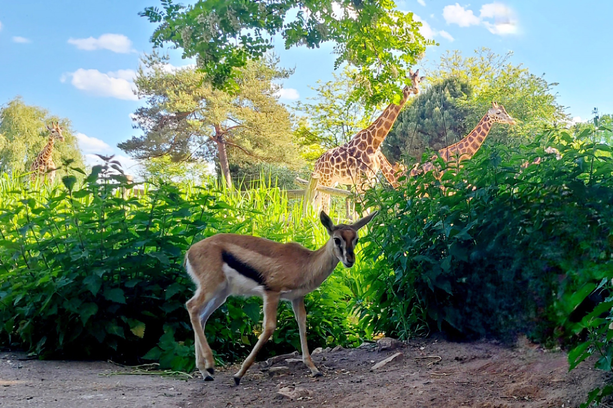 Schon 245 Millionen Euro investiert: Zoo der Zukunft ist 25 Jahre alt ...