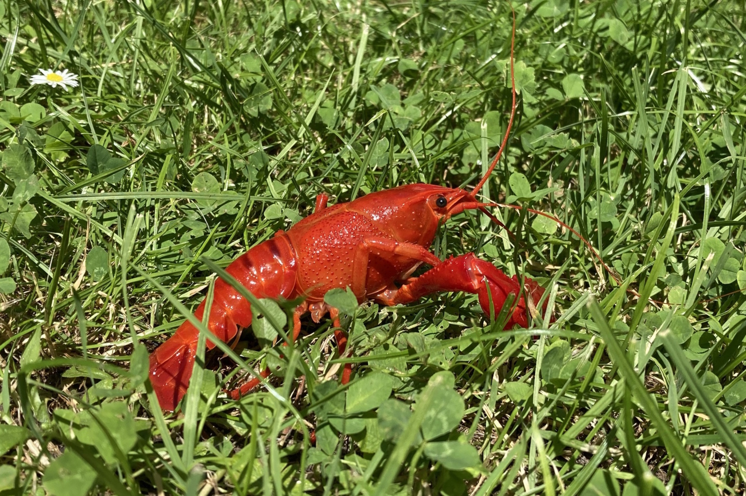 Neue invasive Krebsart in Sachsen: Amerikanischer Sumpfkrebs erstmalig ...